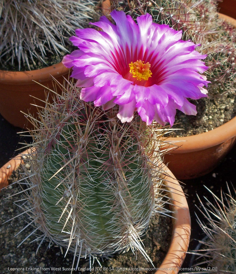 Thelocactus Bicolor Ssp. Bolaensis 20 Seeds - Etsy