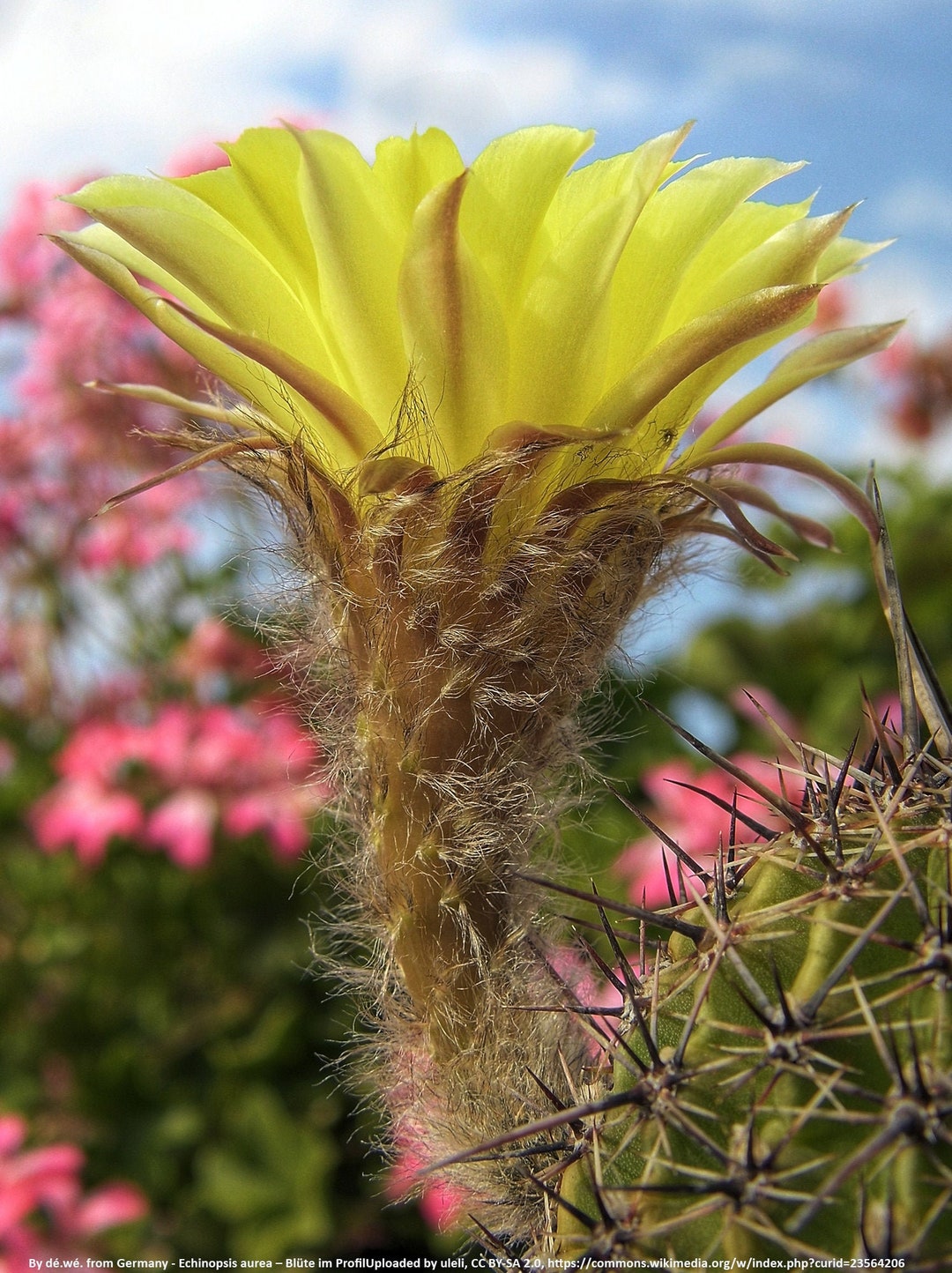Lobivia Aurea Var. Shaferi, 20 Seeds - Etsy