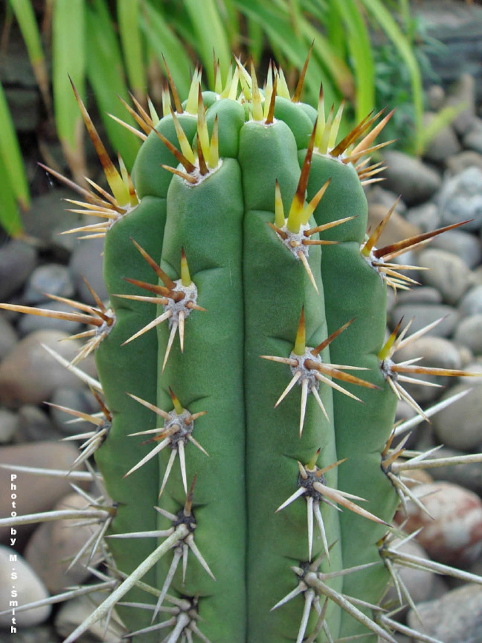 Cereus Peruvianus (cereus Repandus), 20 Seeds - Etsy