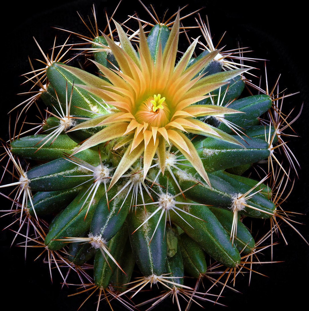 Escobaria Missouriensis Var. Caespitosus, 20 Seeds - Etsy