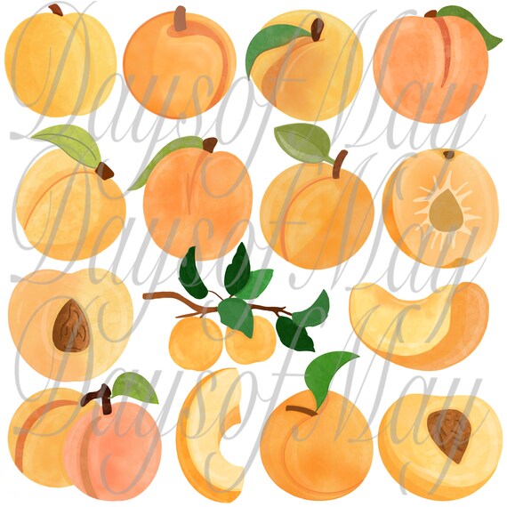 Apricot Clip Art