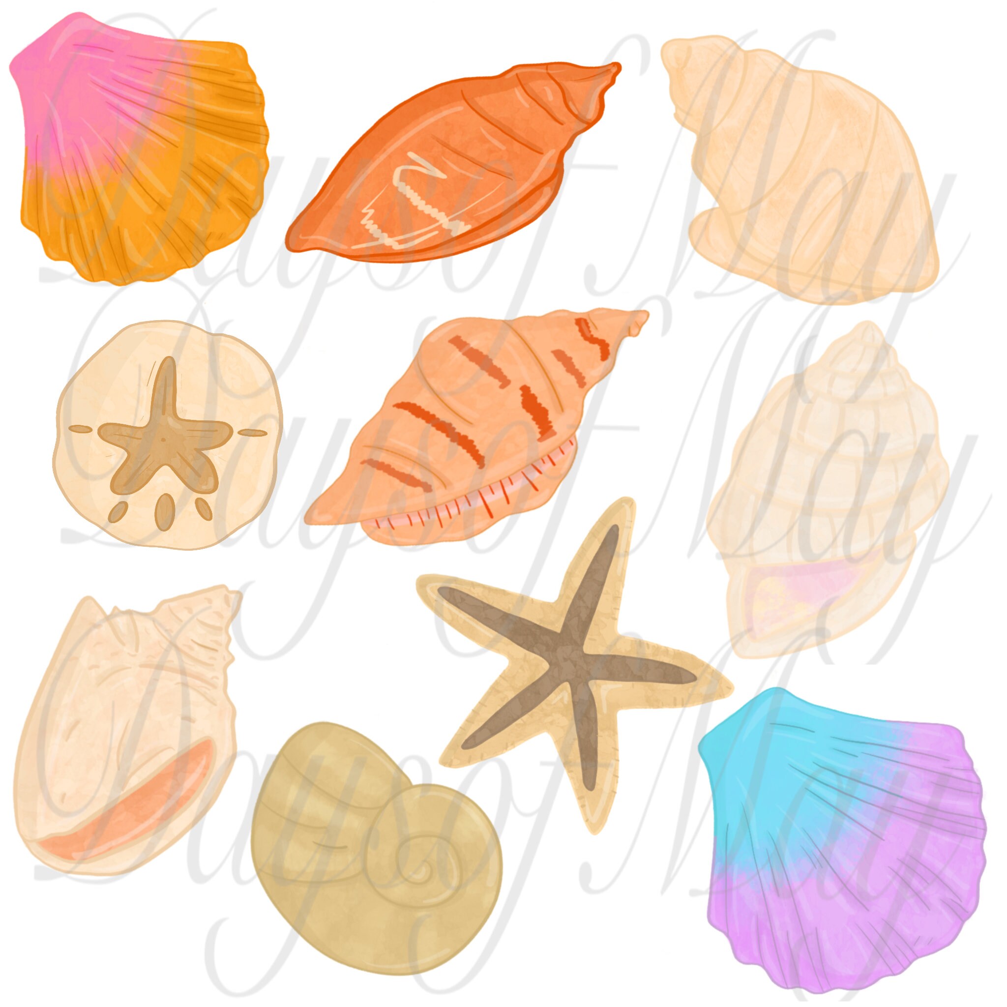 Sea Shell Clipart Set - Etsy