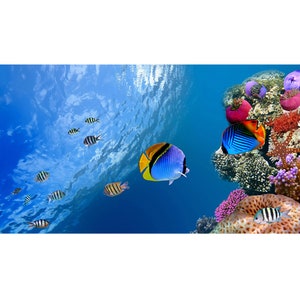 Wall Sticker Aquarium Tropical Fish Theme Poster Self Adhesive Art ...