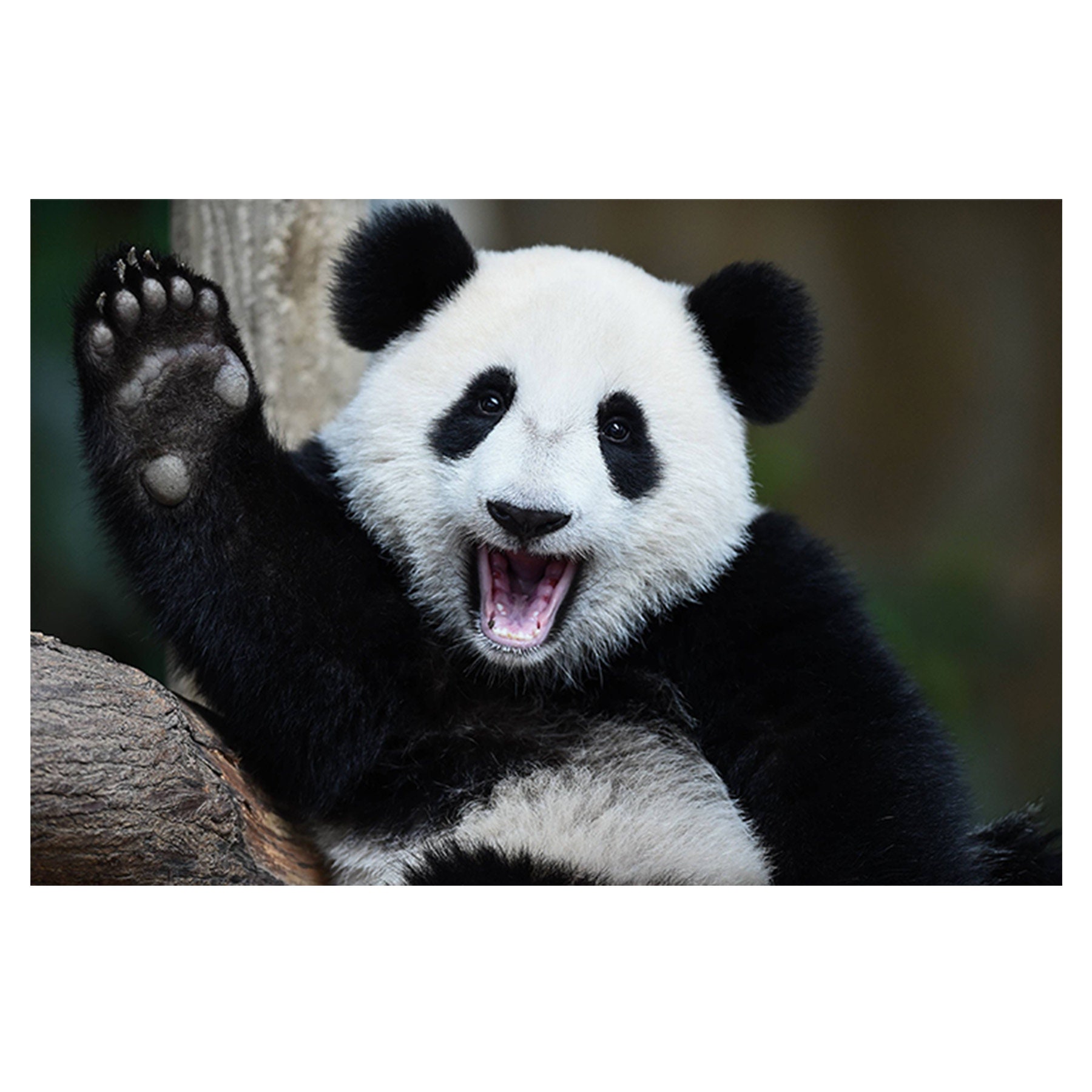 Wall Sticker Smiling Panda Picture Poster Self Adhesive Art | Etsy