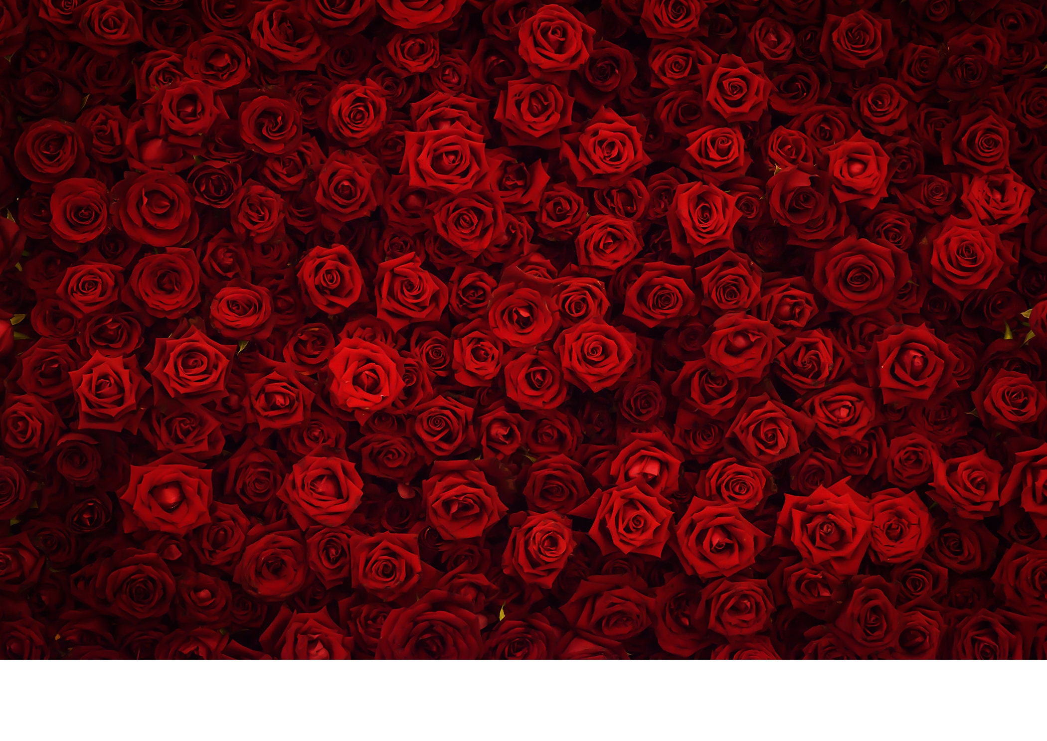 Rosas rojas Mural Mural Wallpaper Wall Art Peel &Stick Self | Etsy