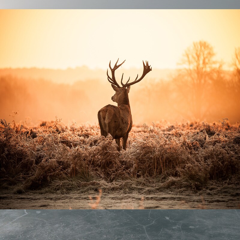 Deer Wallpaper - Etsy