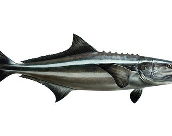 Cobia Sticker - Etsy