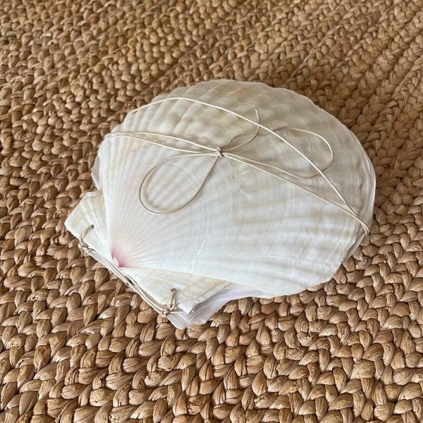 Natural Seashells - Etsy