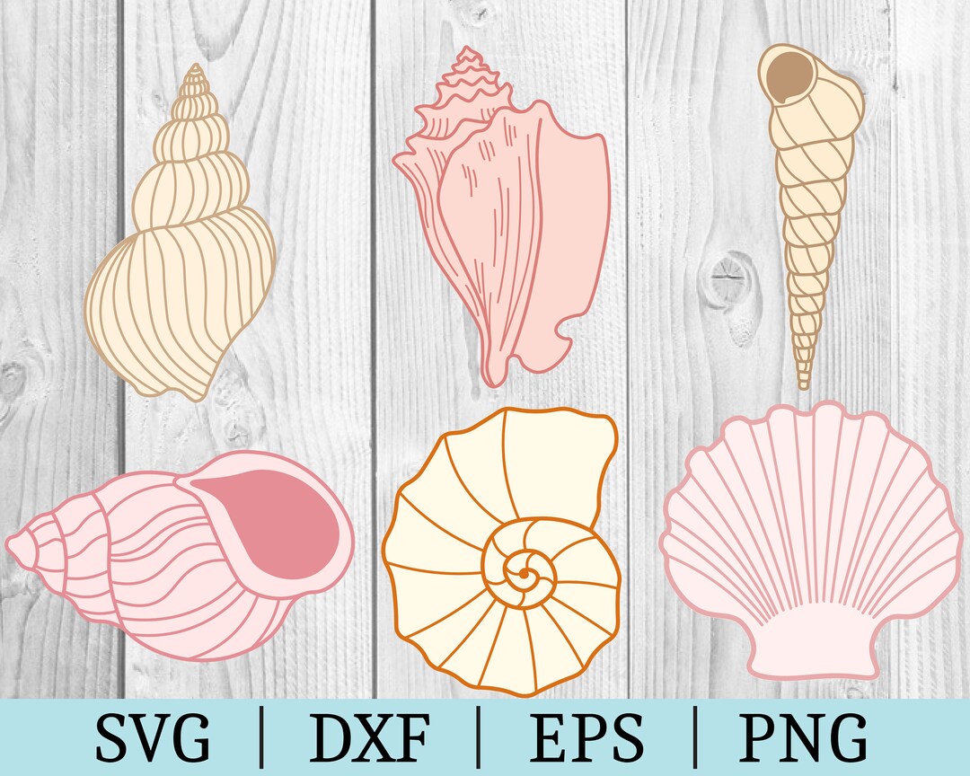 Shell Bundle SVG | Beach Clipart | Cut File | Ocean File | Svg Dxf Eps ...