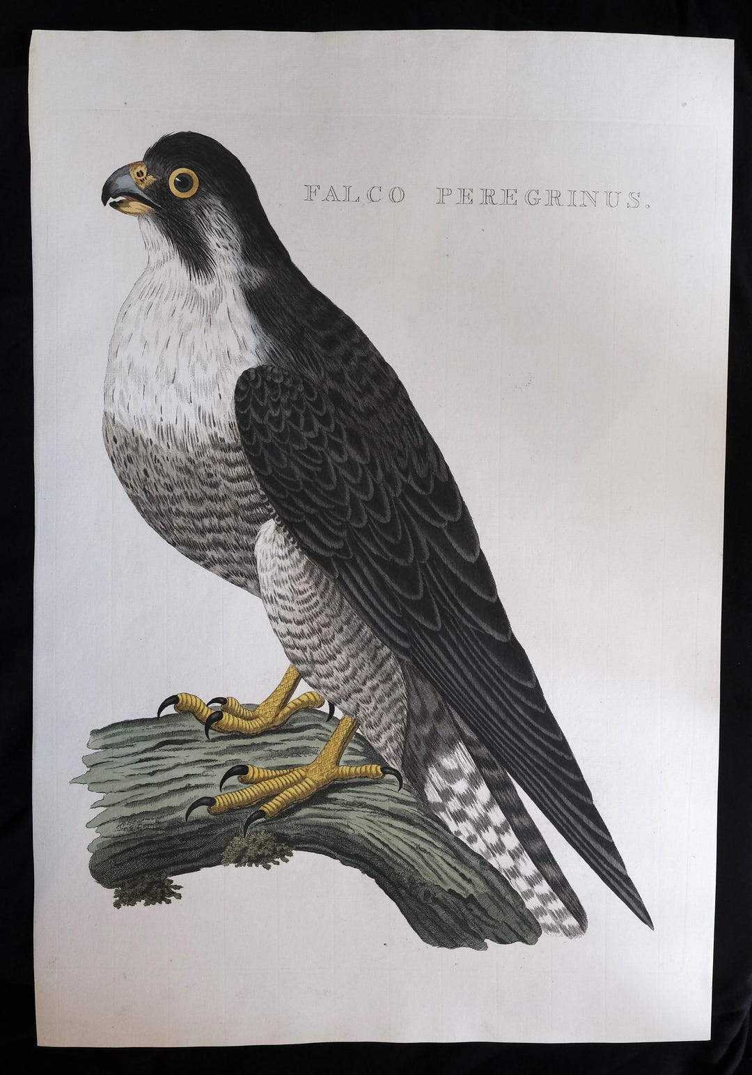 Original Print FALCO PEREGRINUS by Sepp and Nozeman 18th Century. - Etsy