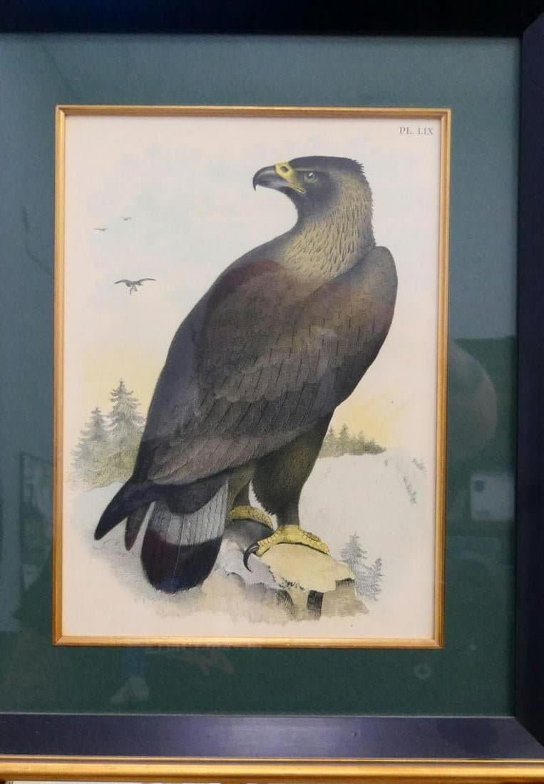 Painting-handcolored Etching Lithograph of Eagle - Etsy