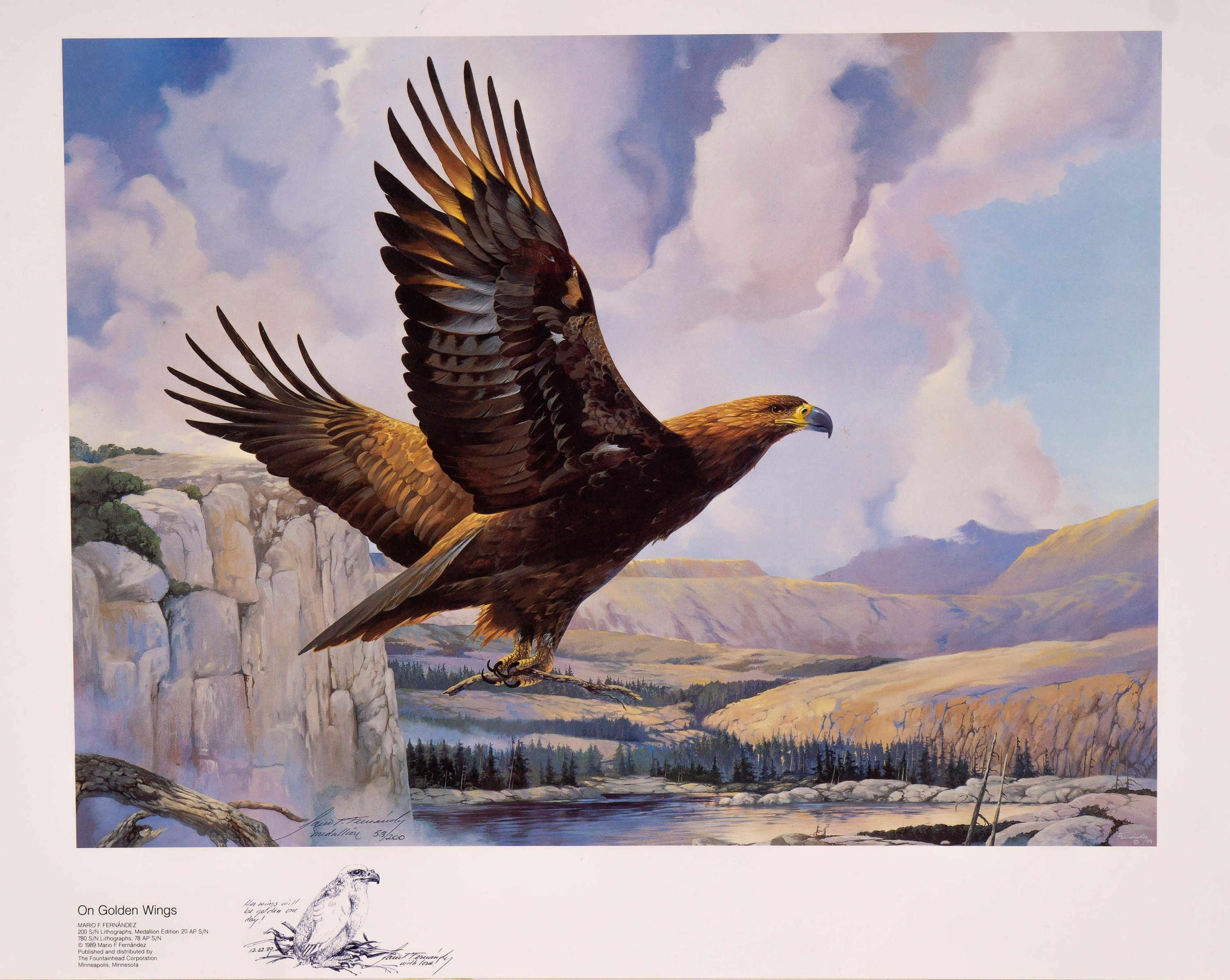 Soaring Golden Eagles
