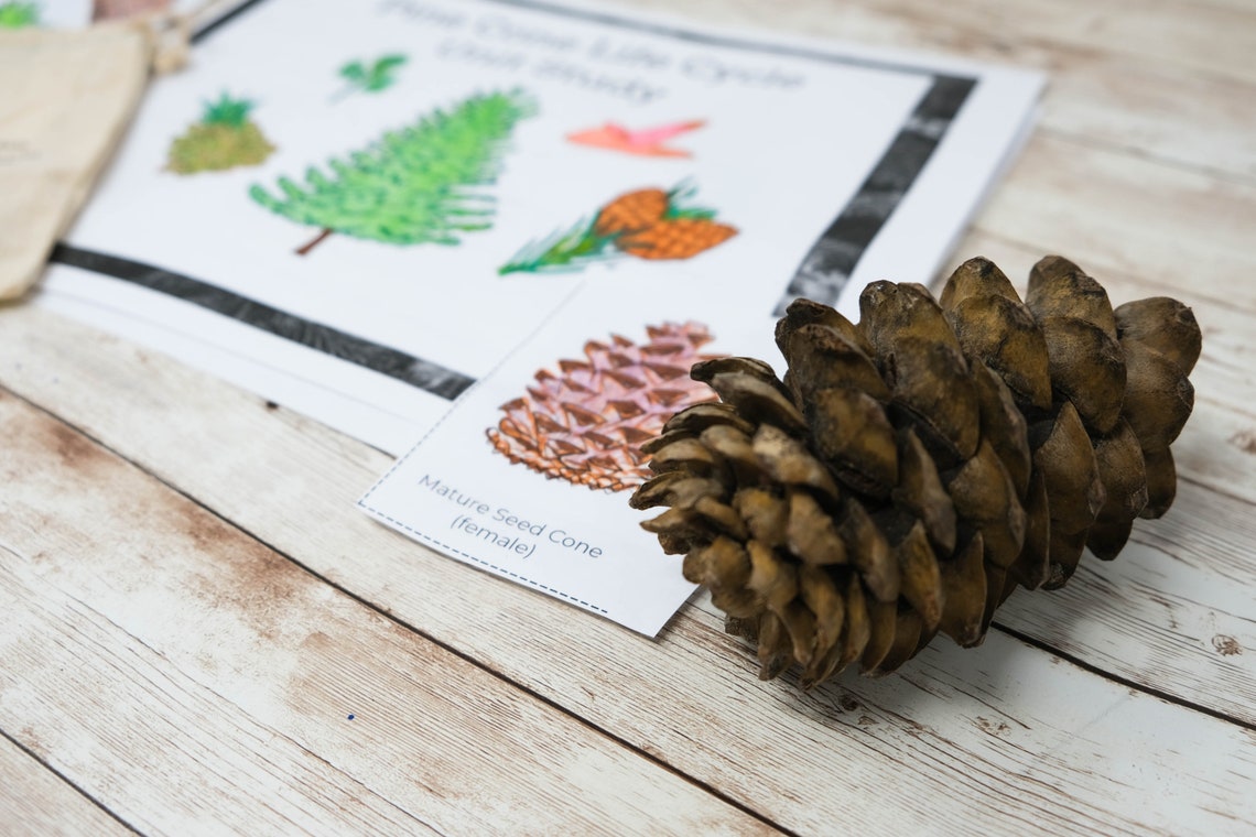 Pinecone Lifecyle Unit Study / Activity Pack for Kids [printable PDF ...