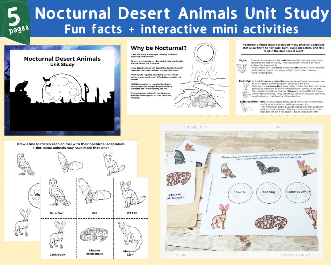 Nocturnal Desert Animal Unit Study / Activity Pack for Kids printable ...