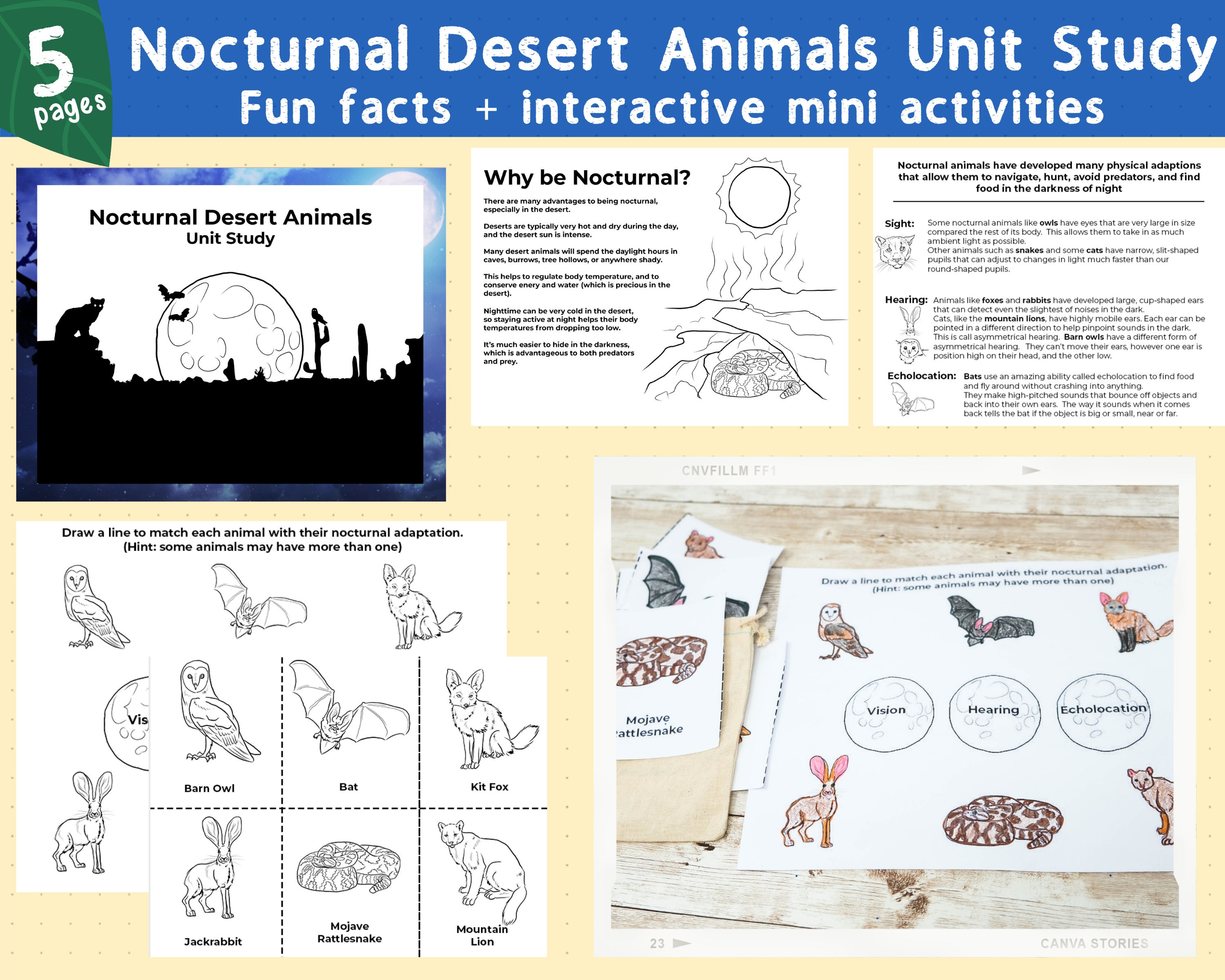 Desert Animal Adaptations Worksheet