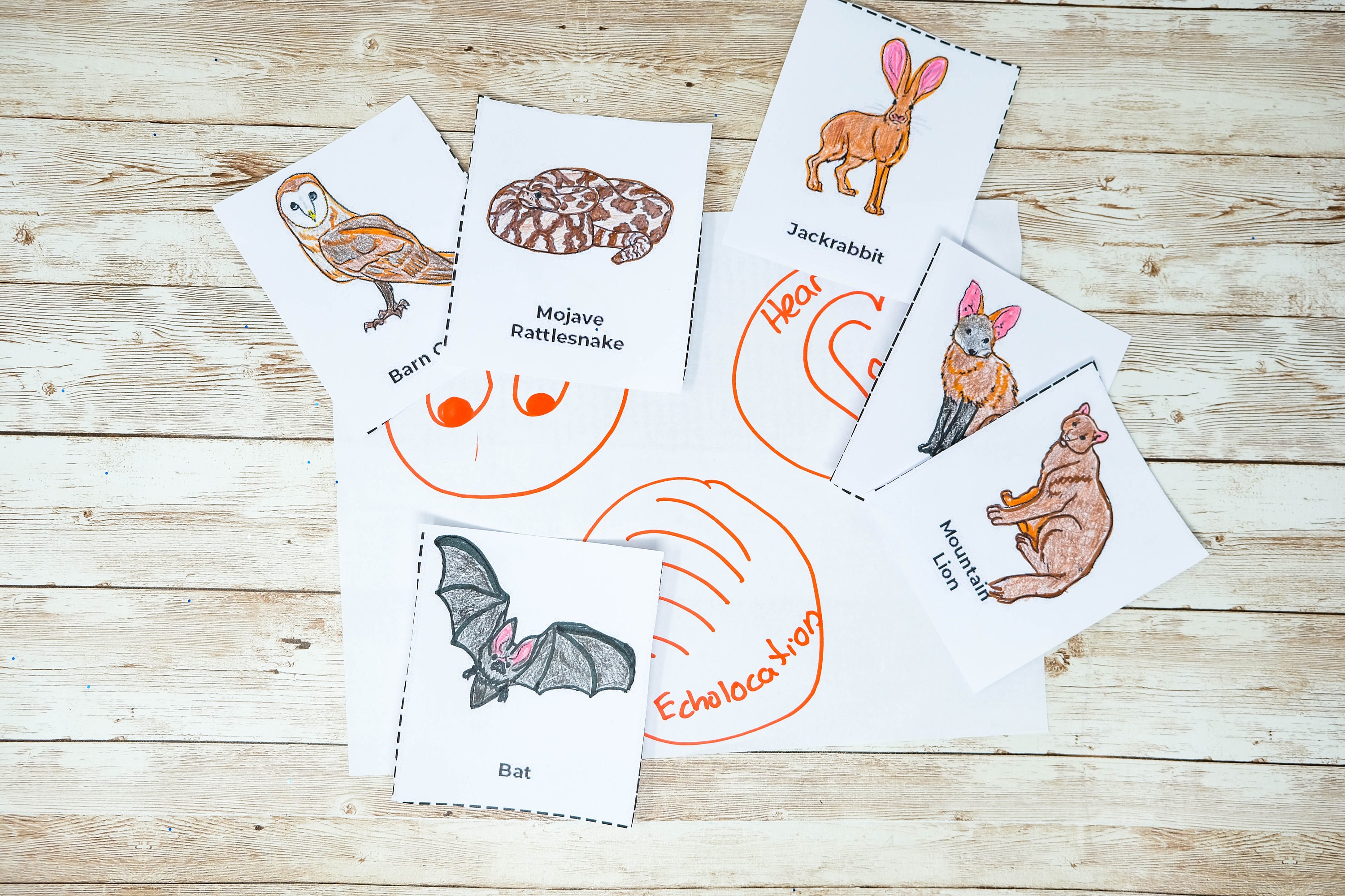 Nocturnal Desert Animal Unit Study / Activity Pack for Kids [printable ...