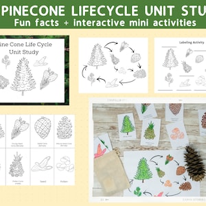 Pinecone Lifecyle Unit Study / Activity Pack for Kids [printable PDF ...