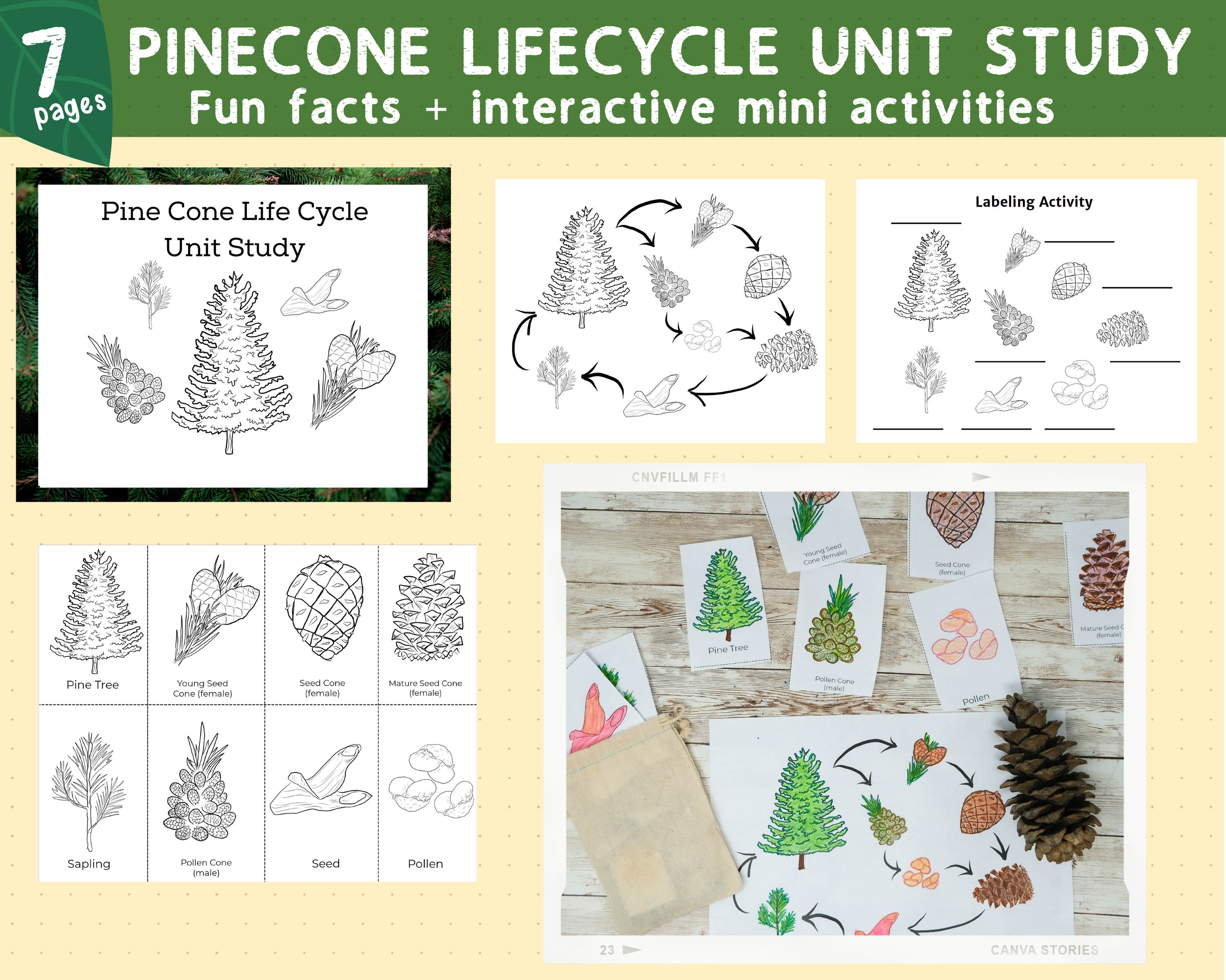 Pinecone Lifecyle Unit Study / Activity Pack for Kids [printable PDF ...