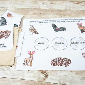 Nocturnal Desert Animal Unit Study / Activity Pack for Kids [printable ...