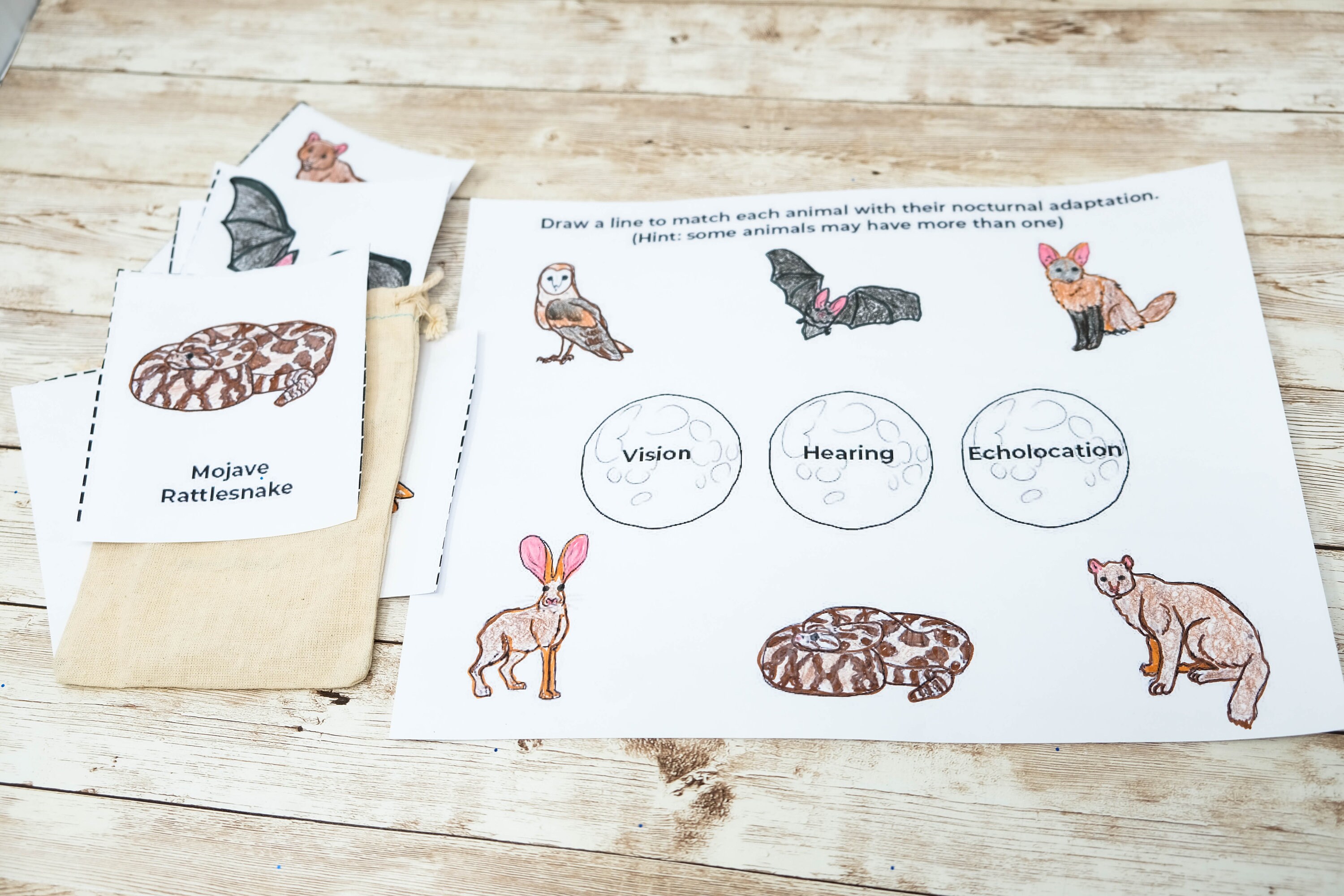 Nocturnal Desert Animal Unit Study / Activity Pack for Kids [printable ...