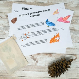 Pinecone Lifecyle Unit Study / Activity Pack for Kids [printable PDF ...