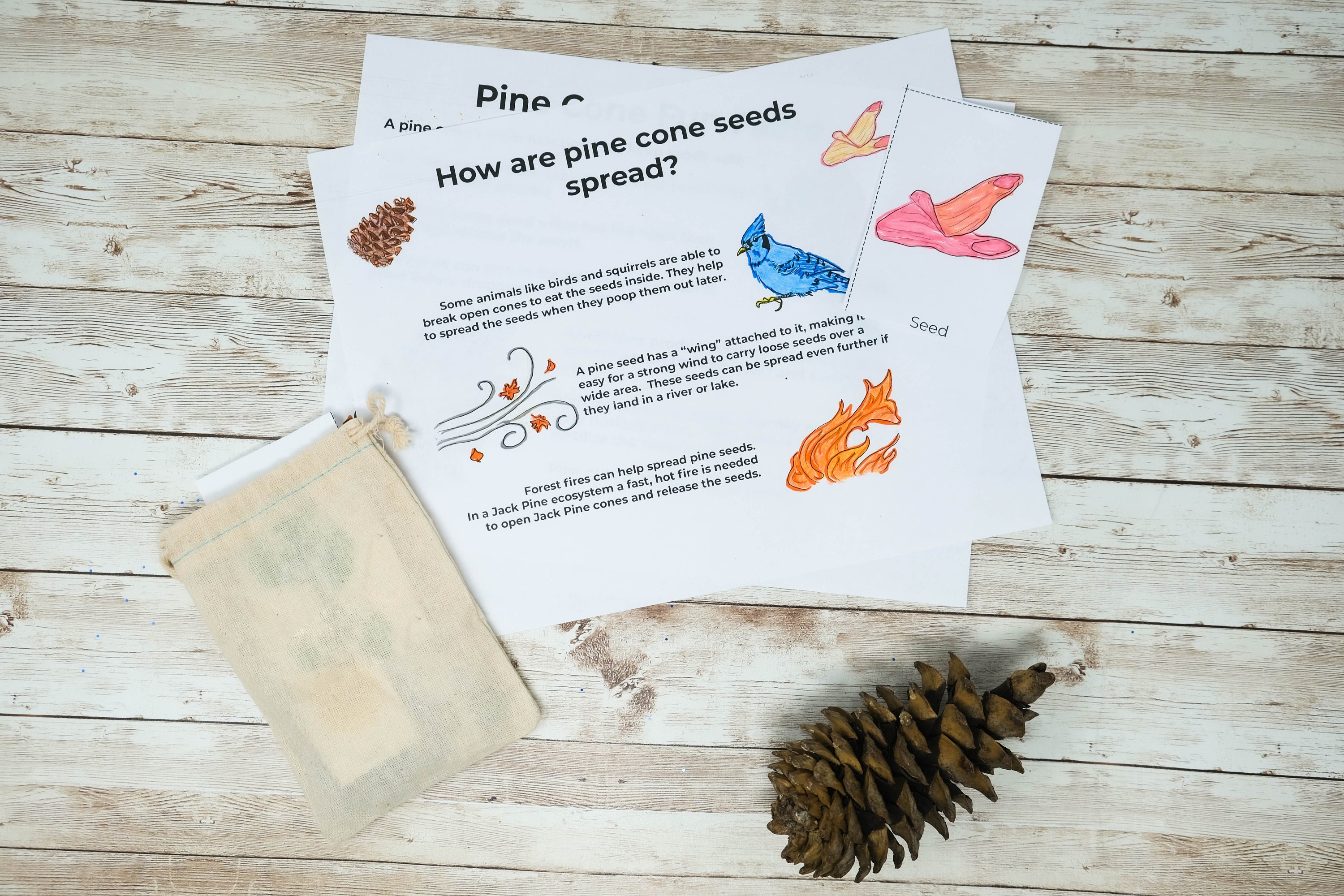 Pinecone Lifecyle Unit Study / Activity Pack for Kids [printable PDF ...