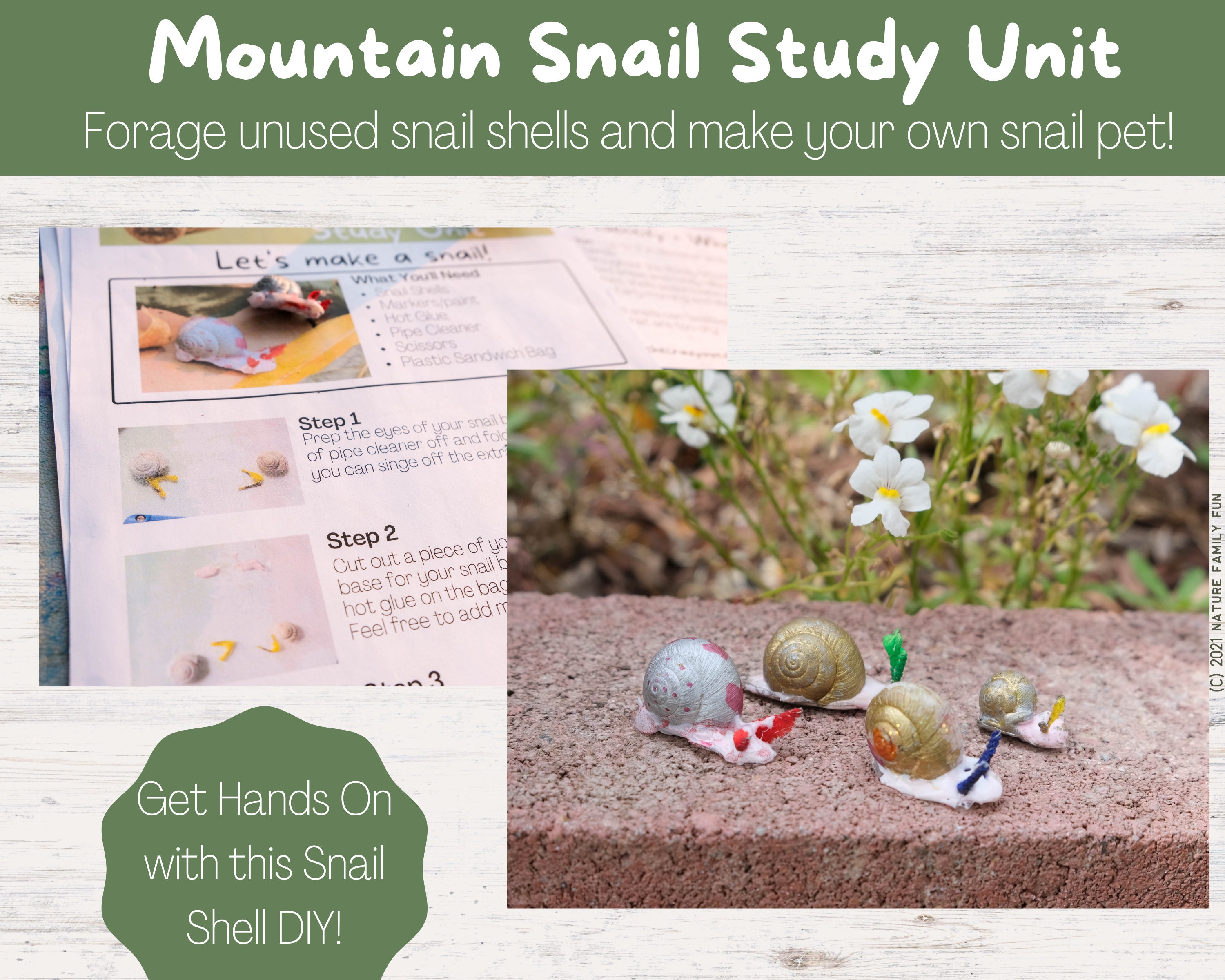 Mountain Snail Snail Shell Craft for Forest School, Summer School or ...