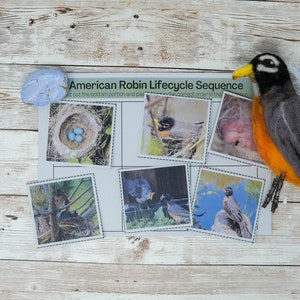 American Robin Study Unit + Craft for Forest School, Summer School or ...