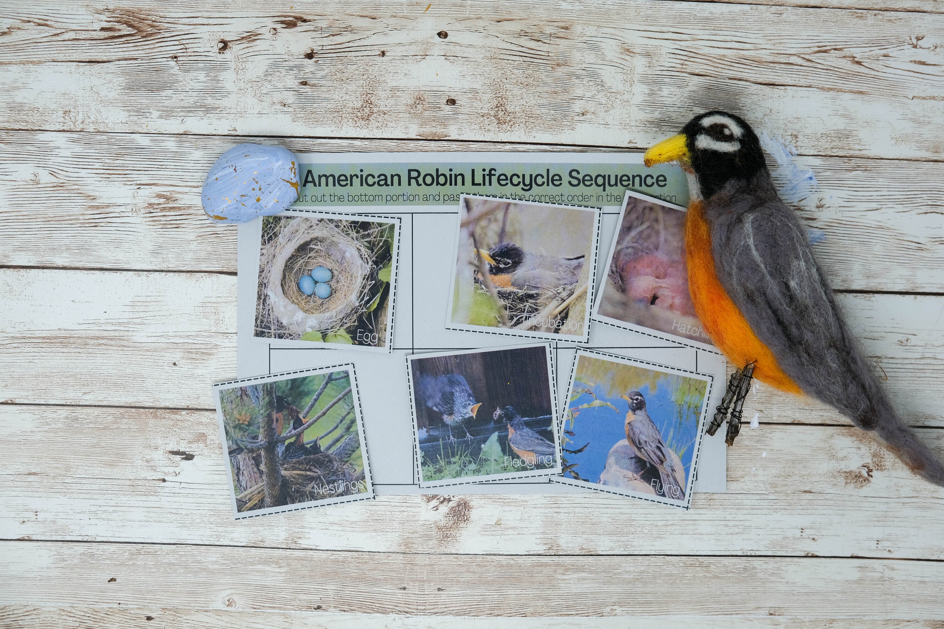 American Robin Study Unit Craft for Forest School, Summer School or ...