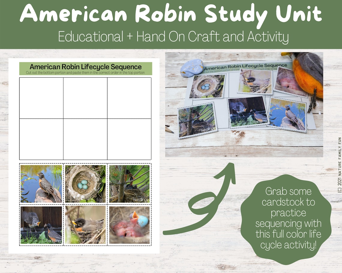American Robin Study Unit Craft for Forest School Summer - Etsy