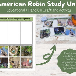 American Robin Study Unit + Craft for Forest School, Summer School or ...