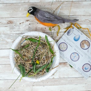 American Robin Study Unit + Craft for Forest School, Summer School or ...