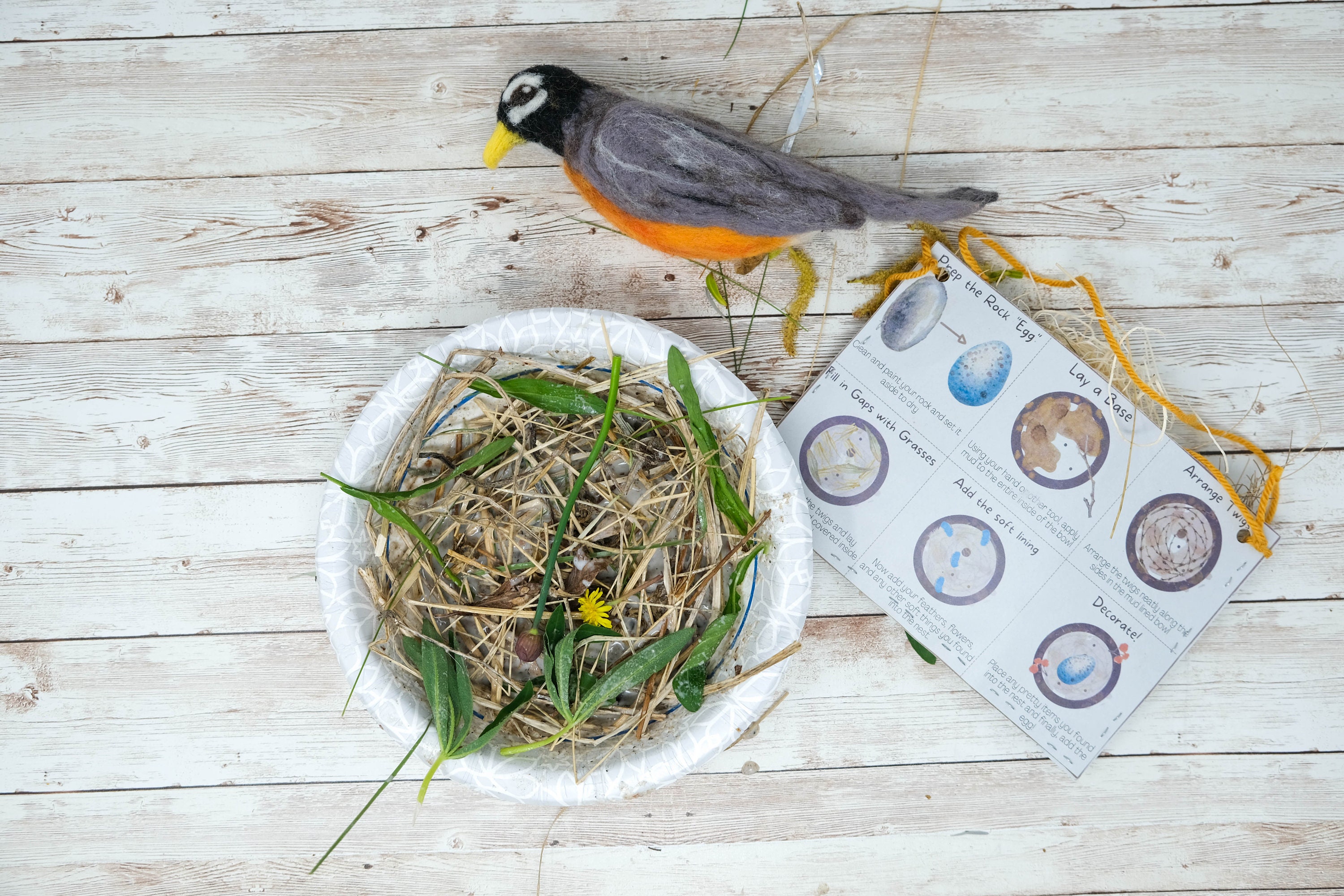 American Robin Study Unit Craft for Forest School, Summer School or ...