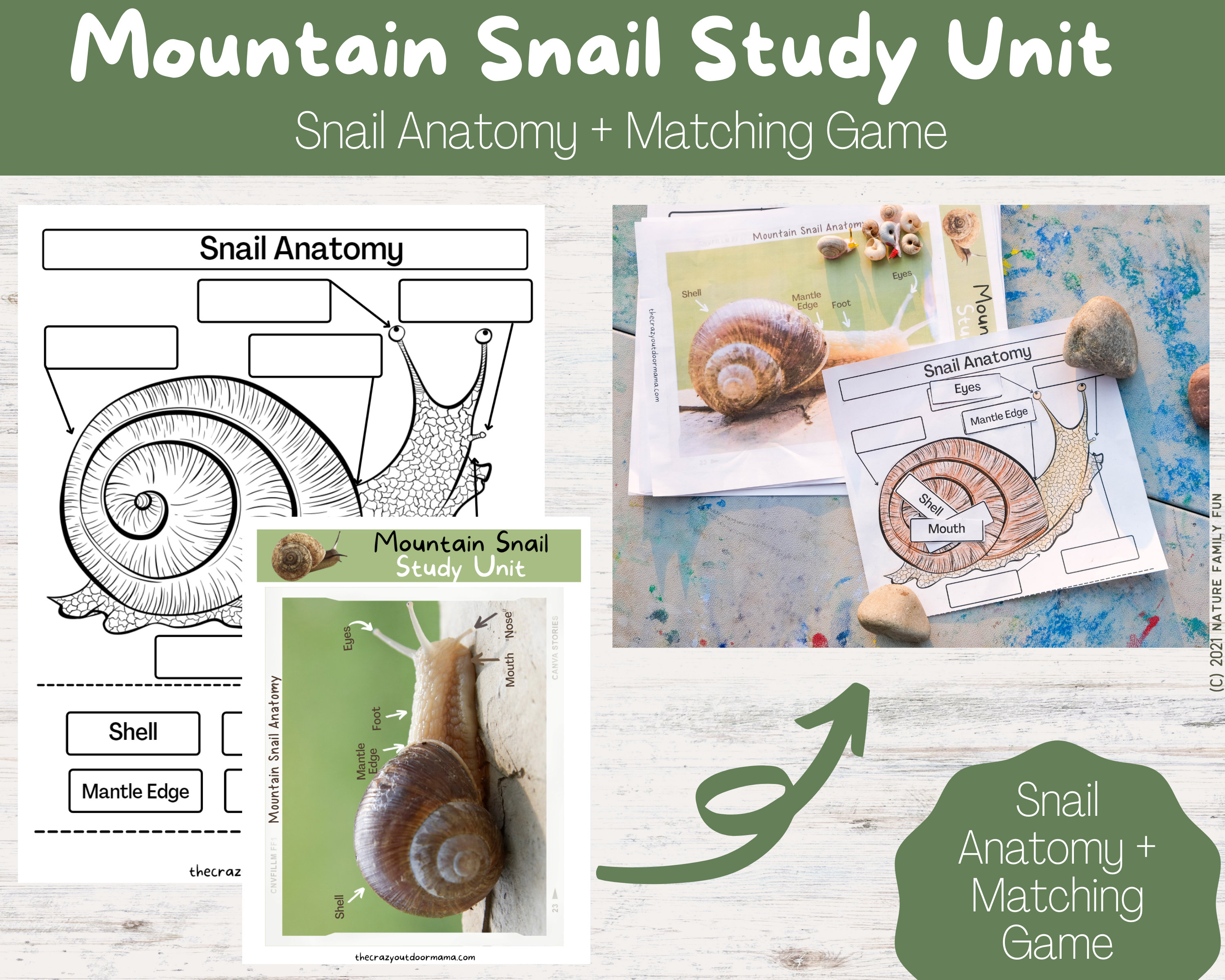 Mountain Snail + Snail Shell Craft for Forest School, Summer School or ...