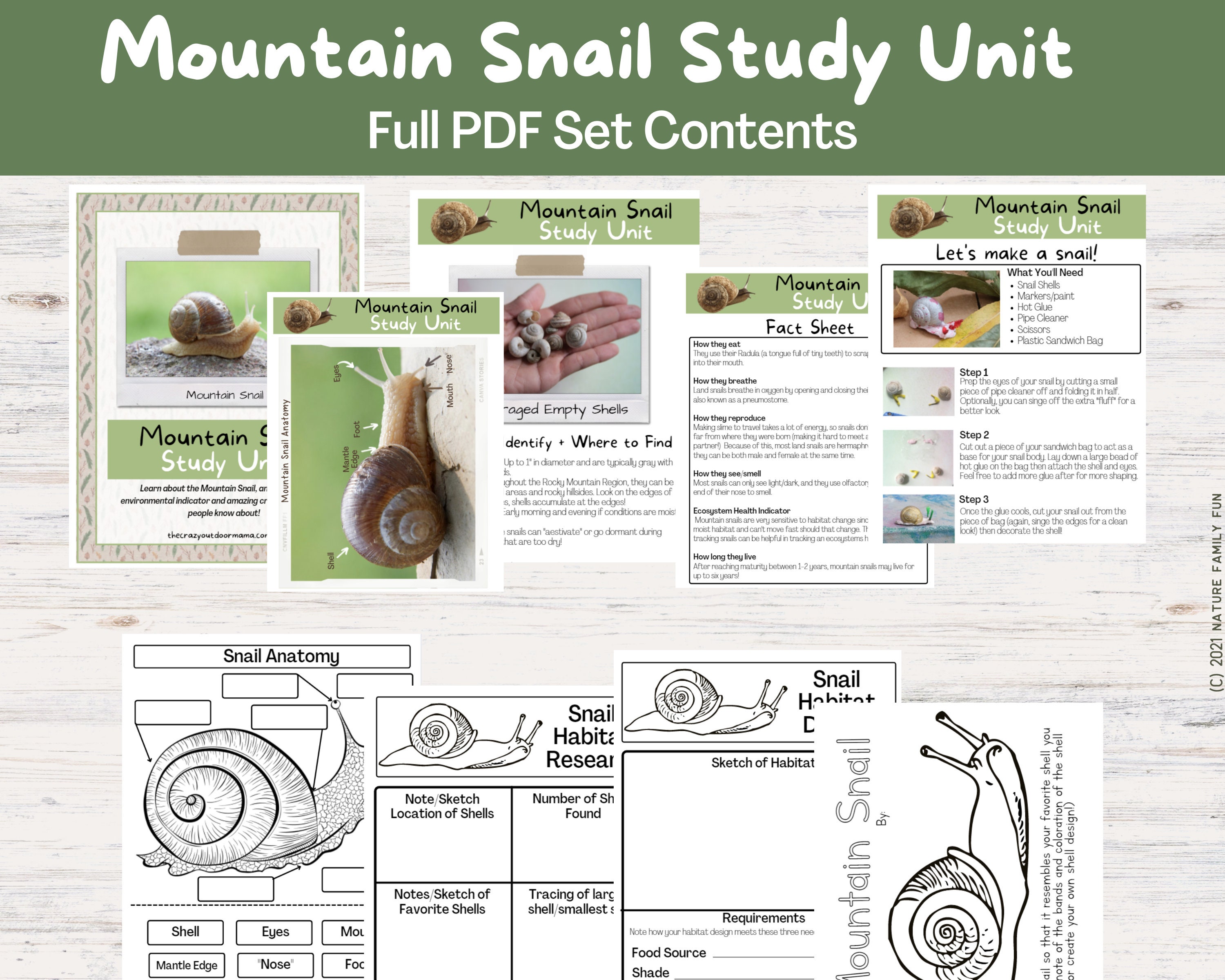 Mountain Snail Snail Shell Craft for Forest School, Summer School or ...