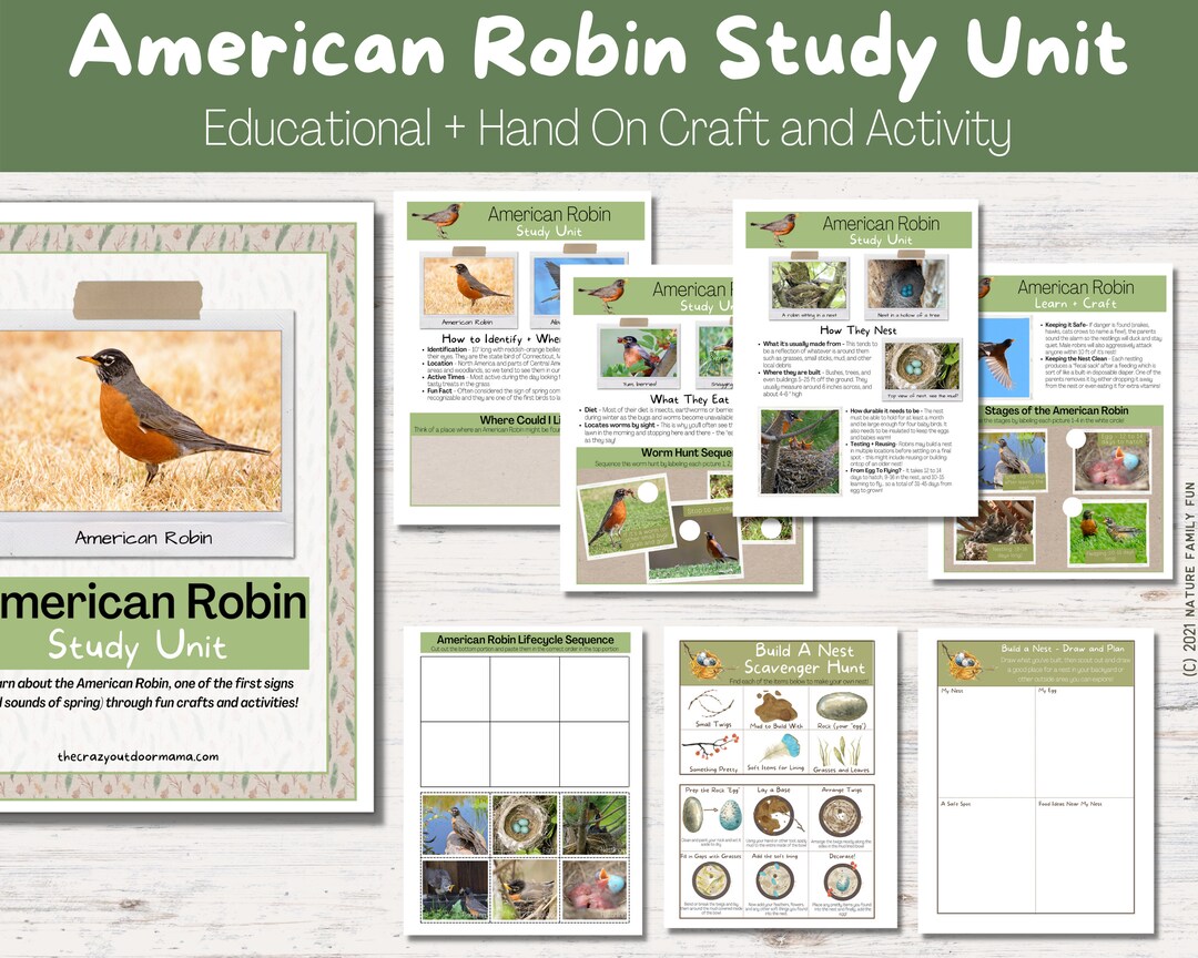 American Robin Study Unit + Craft for Forest School, Summer School or ...
