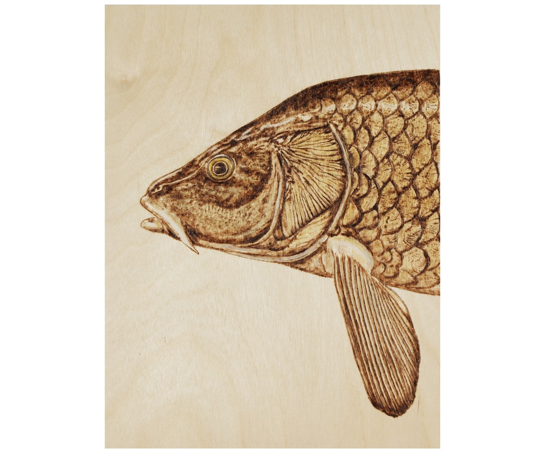 Carp Portrait on Birch Plywood (original Pyrography), Fish Art, Carp ...
