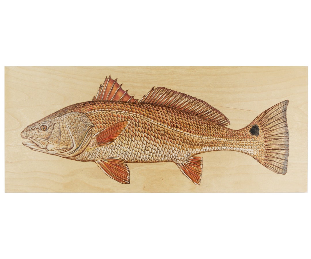 Redfish on Birch Plywood (original Pyrography), Fish Art, Redfish Wall ...
