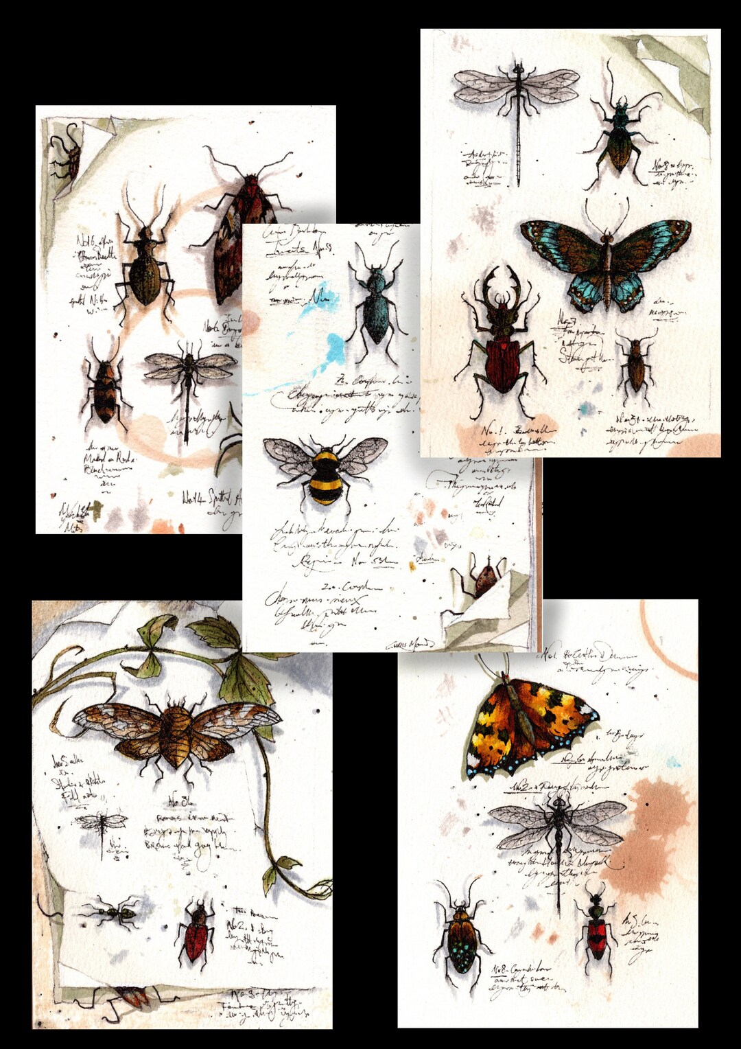 Natural History Studies Postcard Pack X 5 - Etsy UK