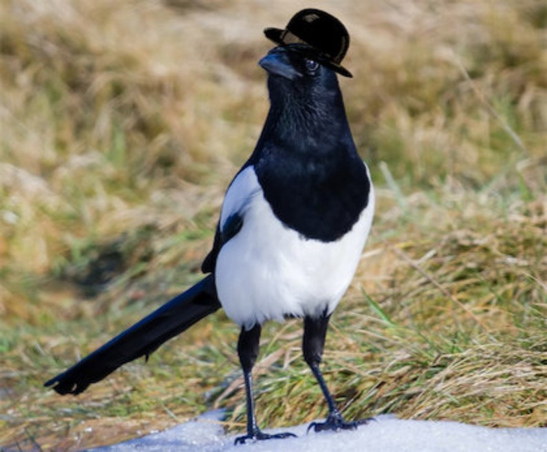 Old Man Yells at Cloud - Funny Simpsons Cross Stitch Pattern - Grampa ...