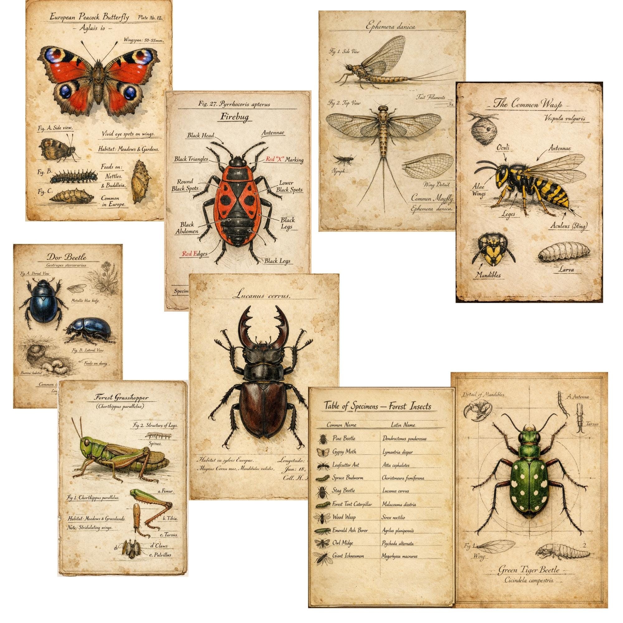 Forest Insects Specimen Journal Pages – Vintage Entomology Printable ...