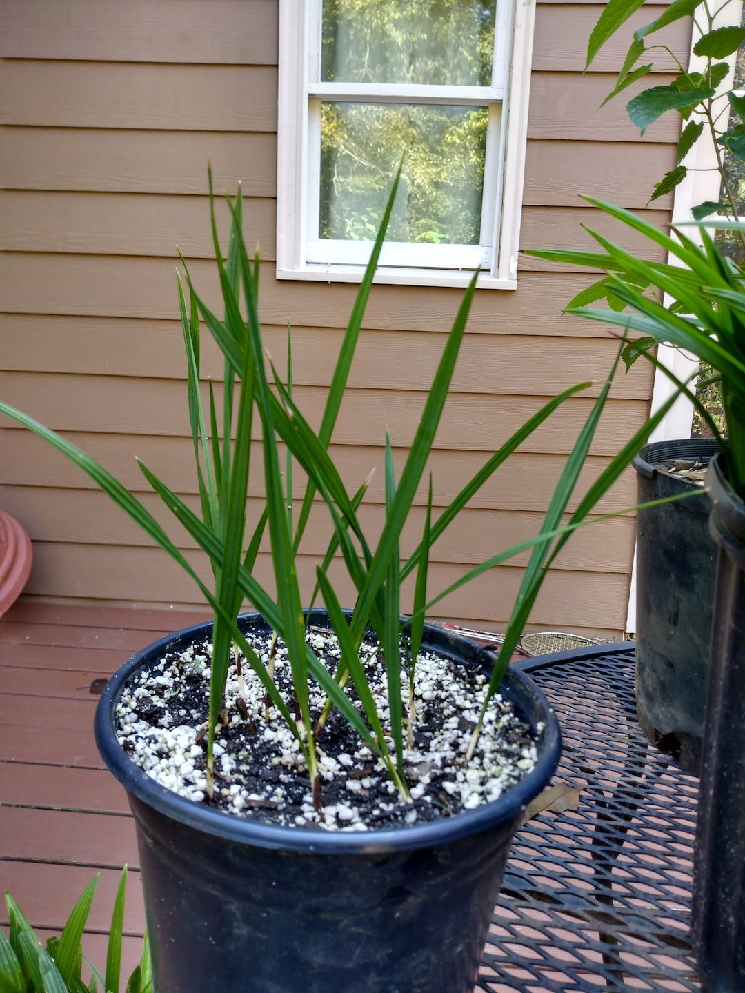 6 - 1 1/2 Year Old Cold Hardy Sabal Palm Tree Seedlings - Etsy