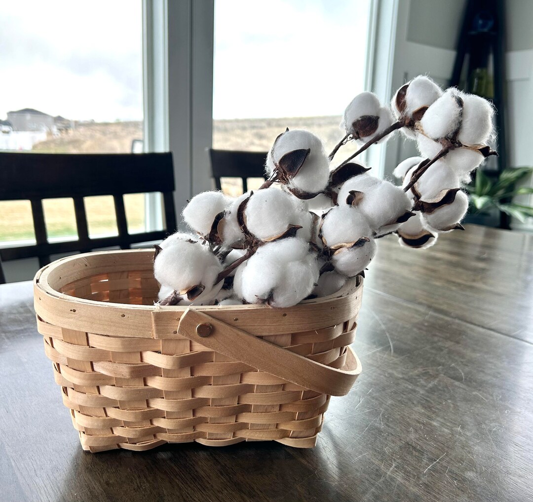 Extra Large Cotton Boll Pick,23" Stem,big Balls,dried Rustic Decor ...