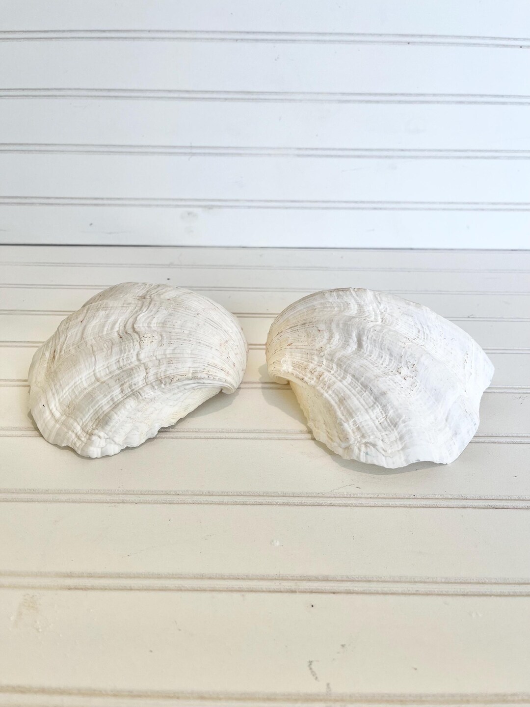 Large White Clam Shells, Real Natural Clam Shell, Large Ocean Shell ...