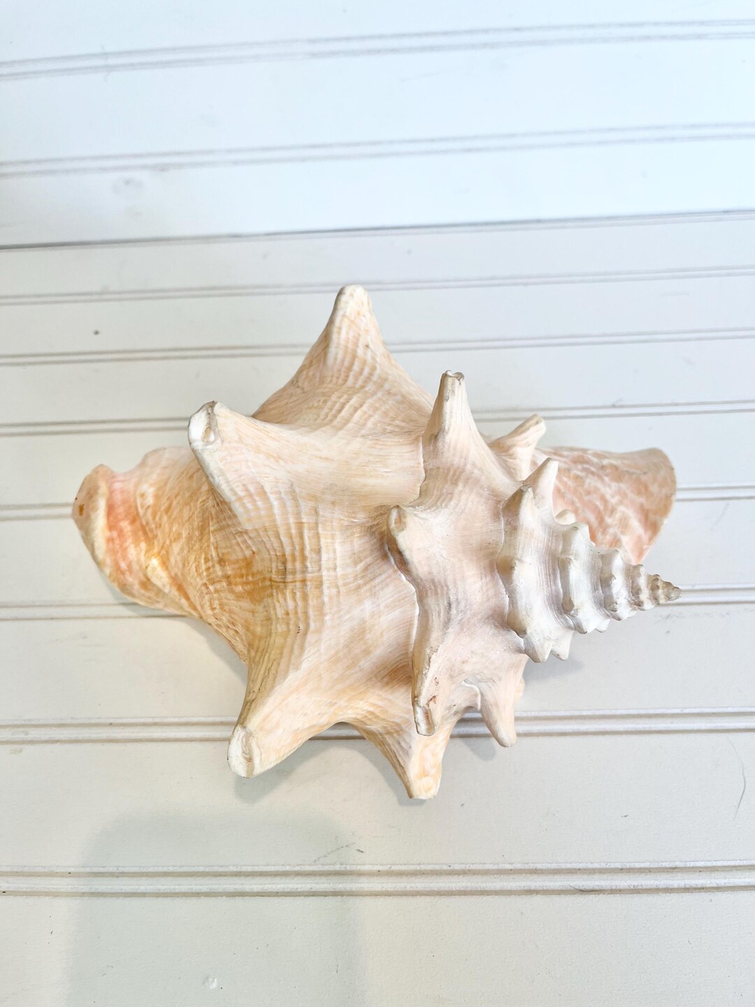 Large Horned Conch Sea Shell, Natural Ocean Shell, Natural Seashells ...