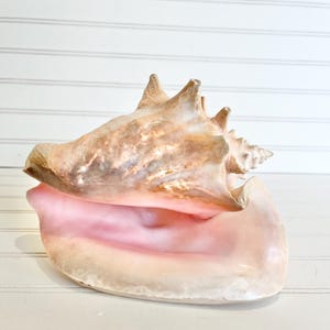 Large Horned Conch Sea Shell, Natural Ocean Shell, Natural Seashells ...