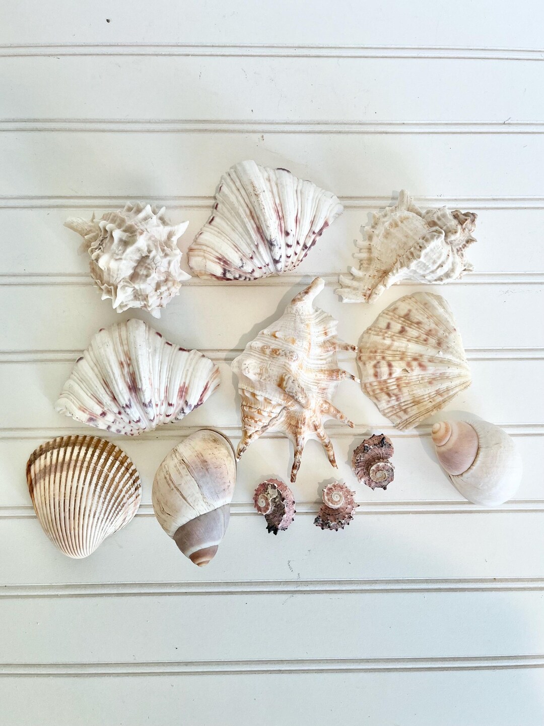 Variety Natural Sea Shells - Coastal Decor, Hippopus Clam Shells LOT OF ...