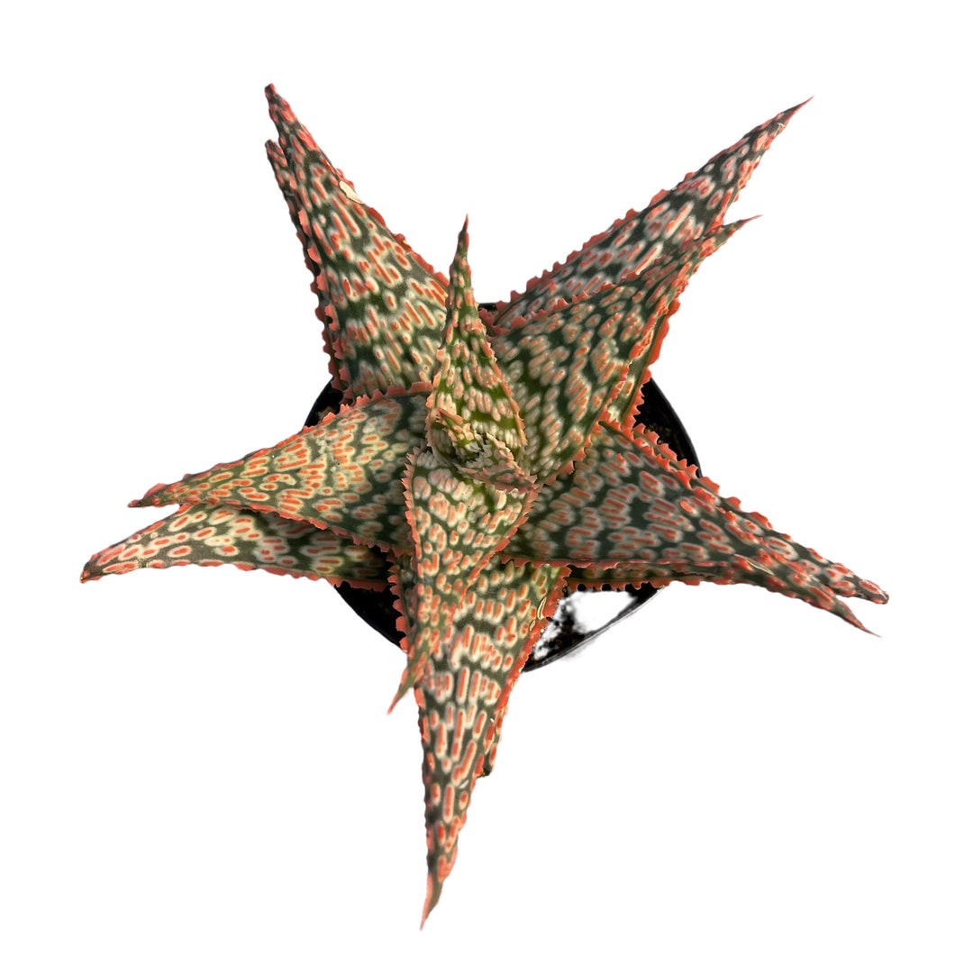 Aloe Firecracker Rare Aloe Species Houseplant Container Garden Pink ...