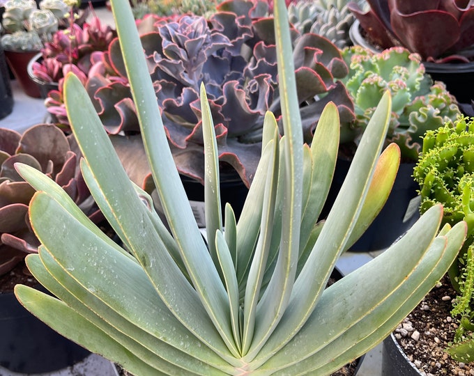 Aloe Plicatilis Fan Aloe Rare Fan Aloe Tree Drought Tolerate Desert ...