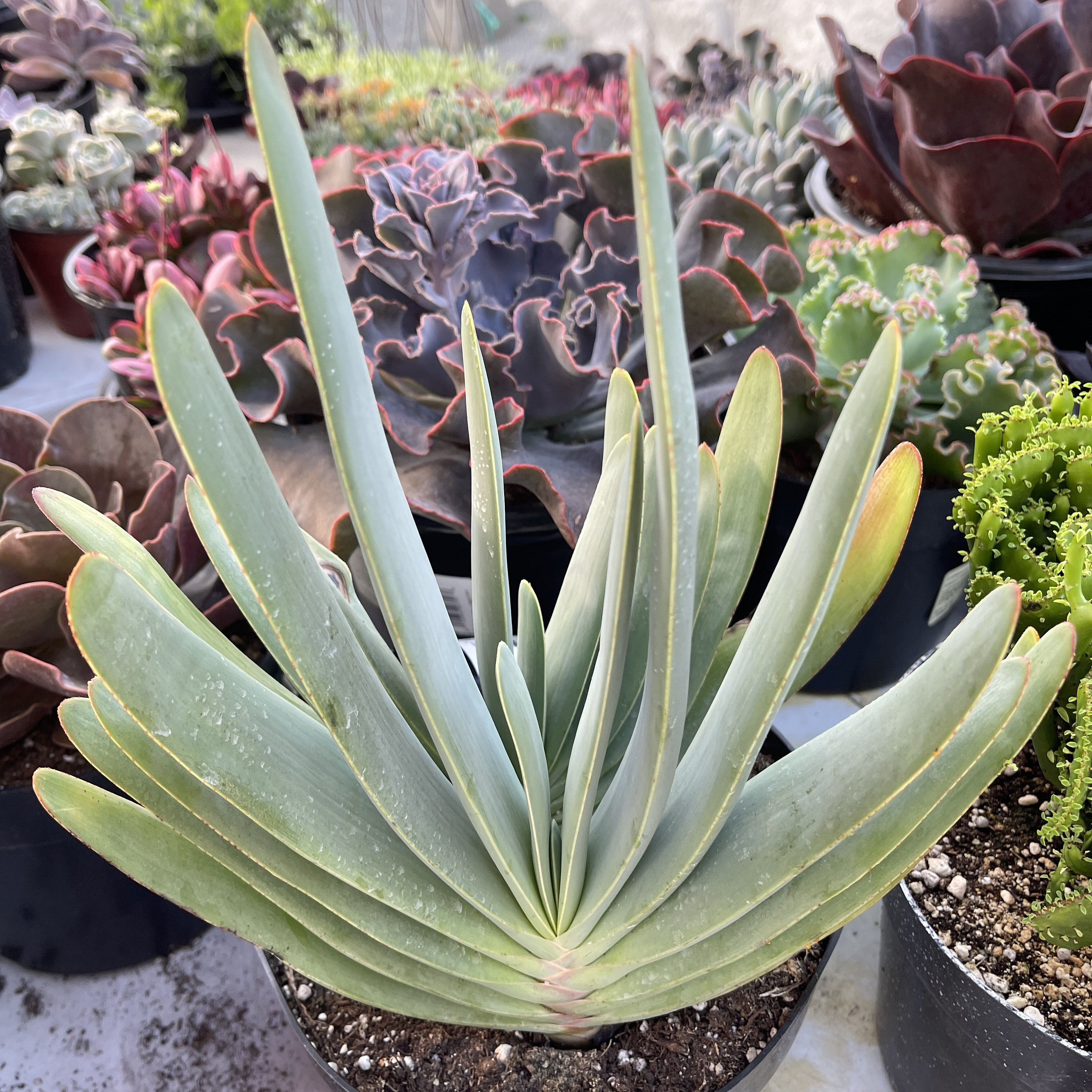 Aloe Plicatilis Fan Aloe Rare Fan Aloe Tree Drought - Etsy